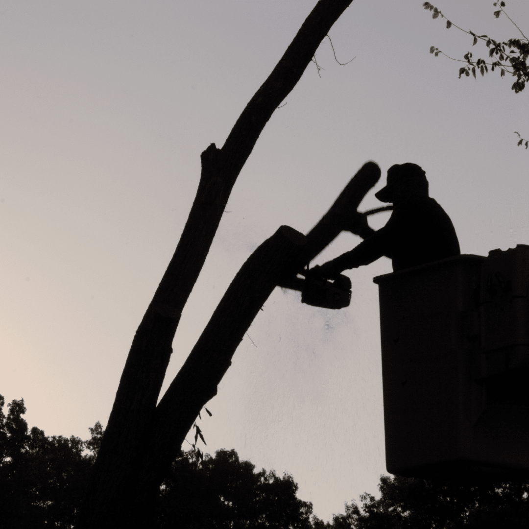 Got an unwanted tree in your yard? - Howell Tree Removal