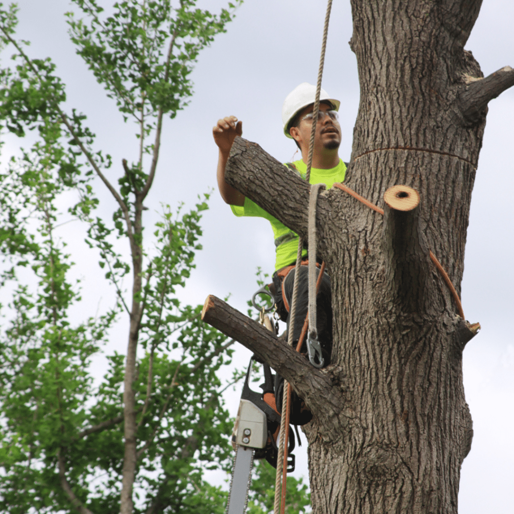 🌳 Dangerous tree on your property? - Howell Tree Removal