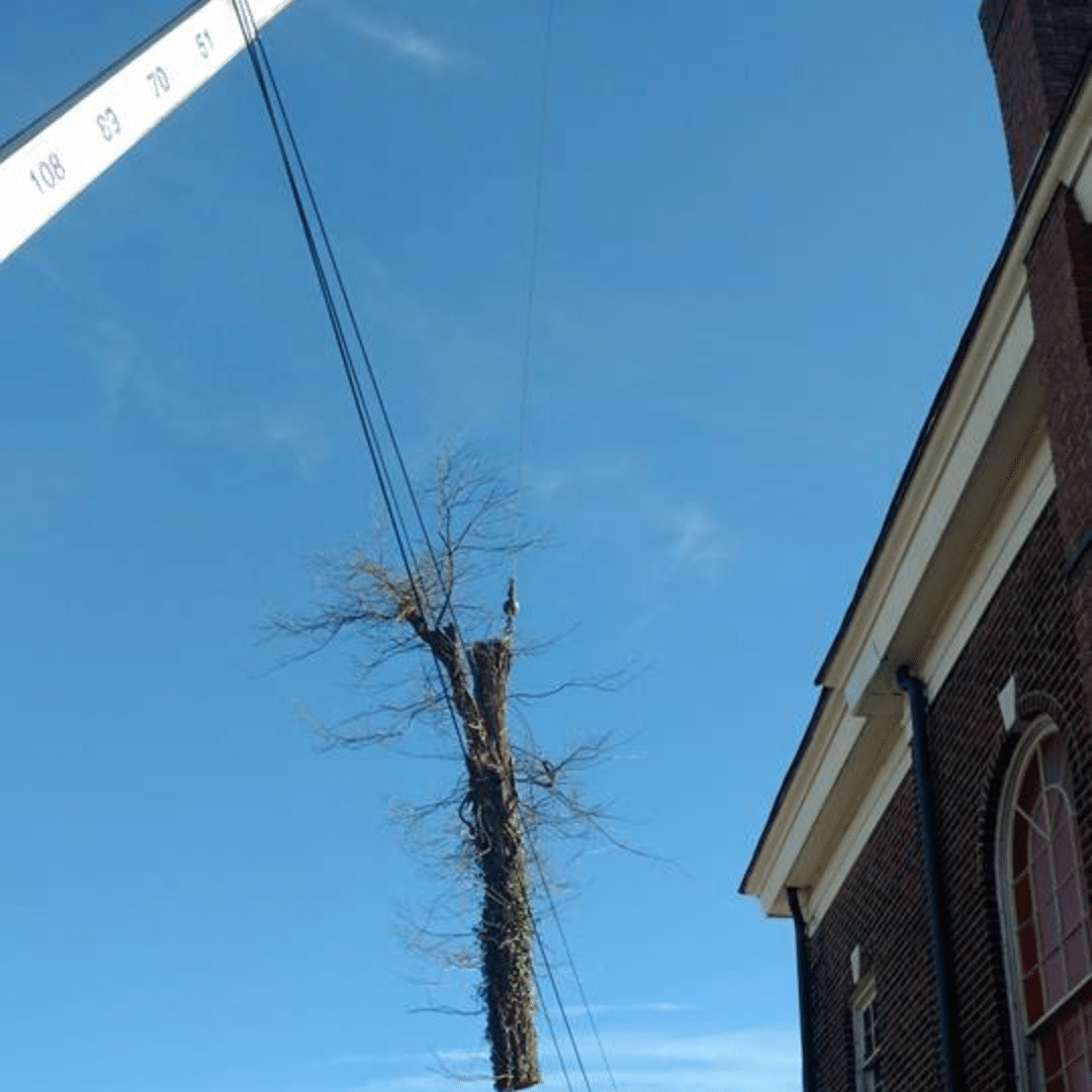 Is that old oak leaning a bit too close for comfort? - Howell Tree Removal
